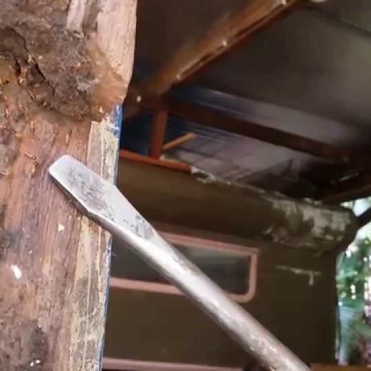 Rayap Kayu Kering yang Harus Diwaspadai | FUMIDA